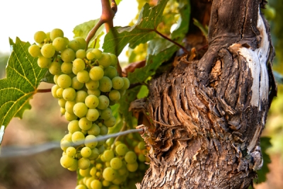 Horizon Wines – Where heaven touches earth