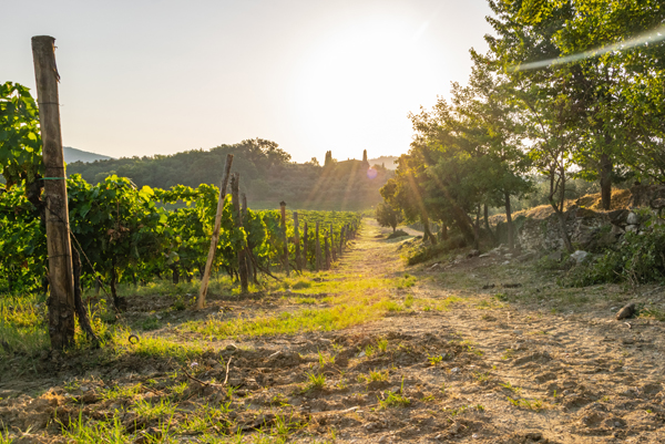 Horizon Wines – Where heaven touches earth