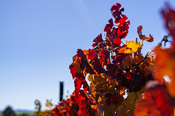 Horizon Wines – Where heaven touches earth